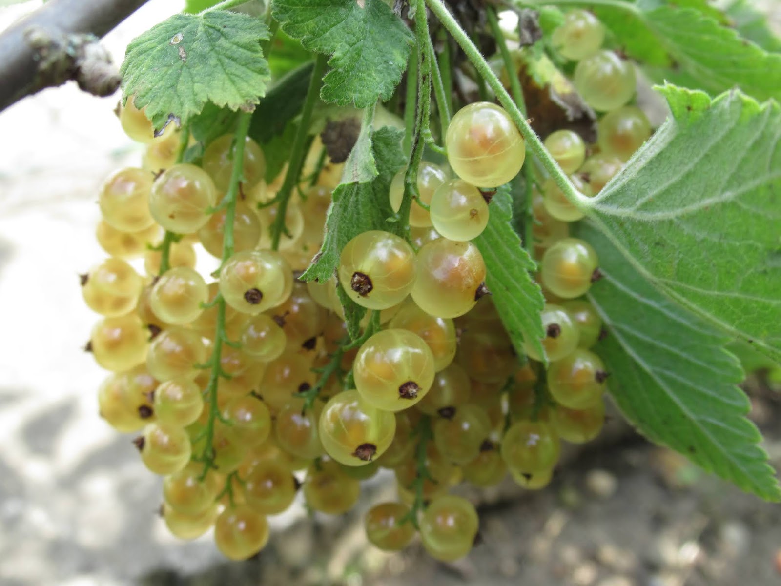 Fliederbaum: die weißen Ribisel sind reif