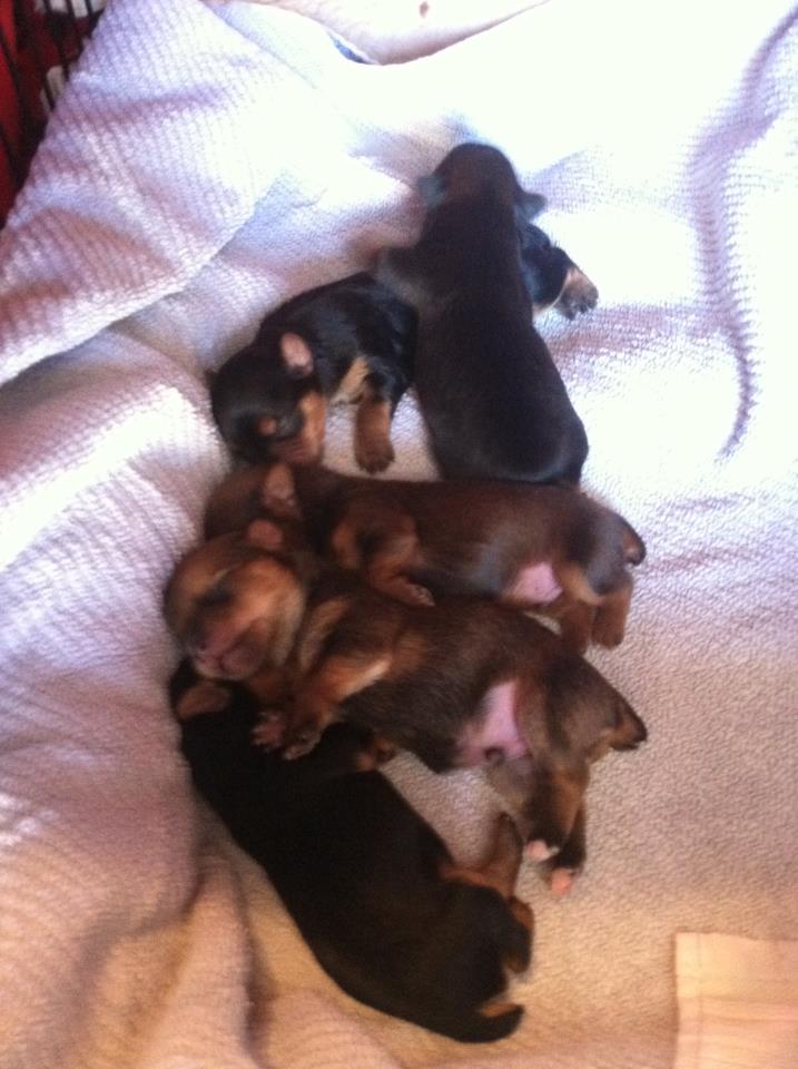 Shorkie Puppies: 3 week old Yorkie Puppies!