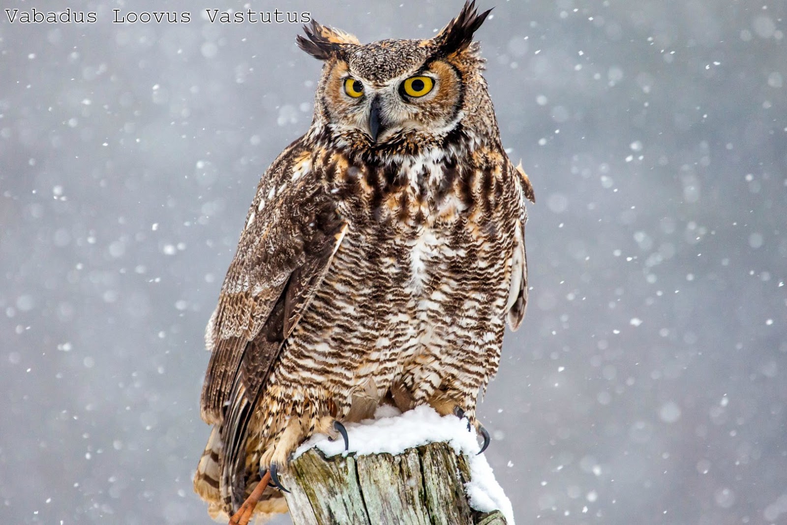 Minu informaatika blogi: Looming