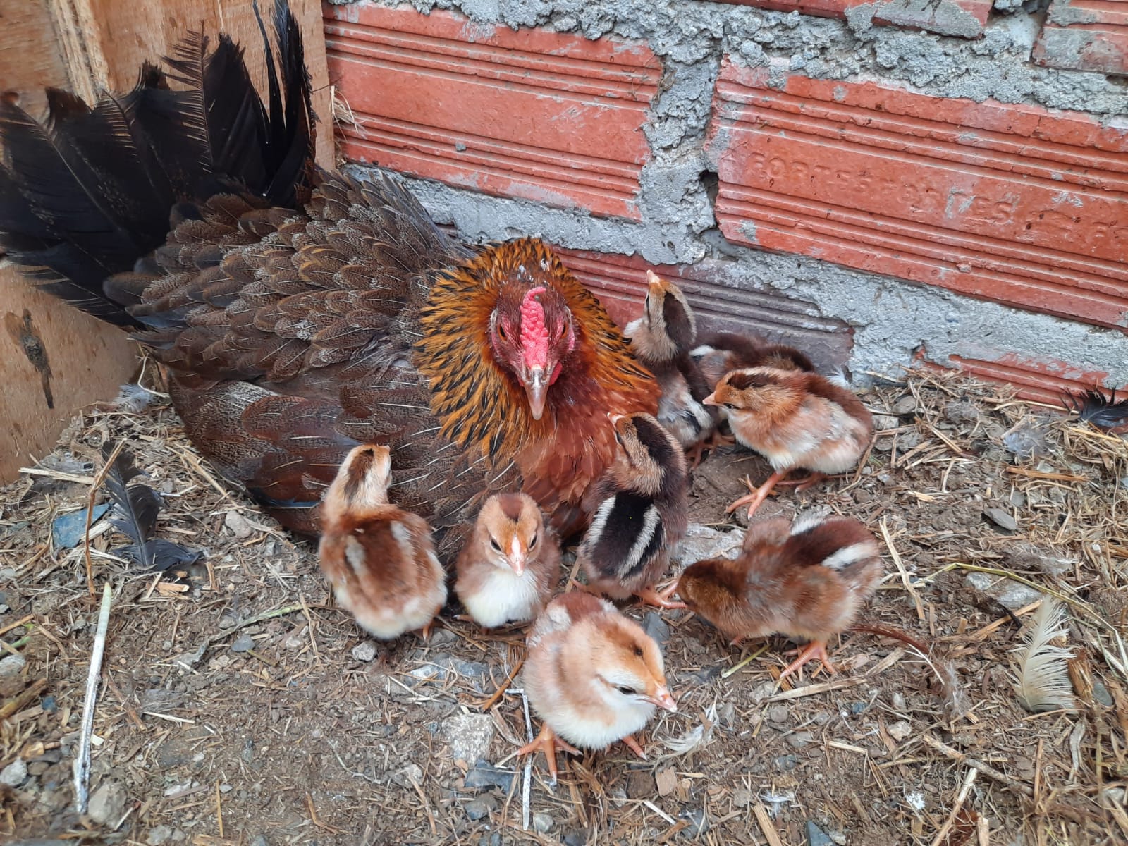 Alimentación de pollos, alimento balanceado y nutritivo, crecimiento de ...