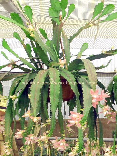 Naturaleza espinosa: Disocactus phyllanthoides