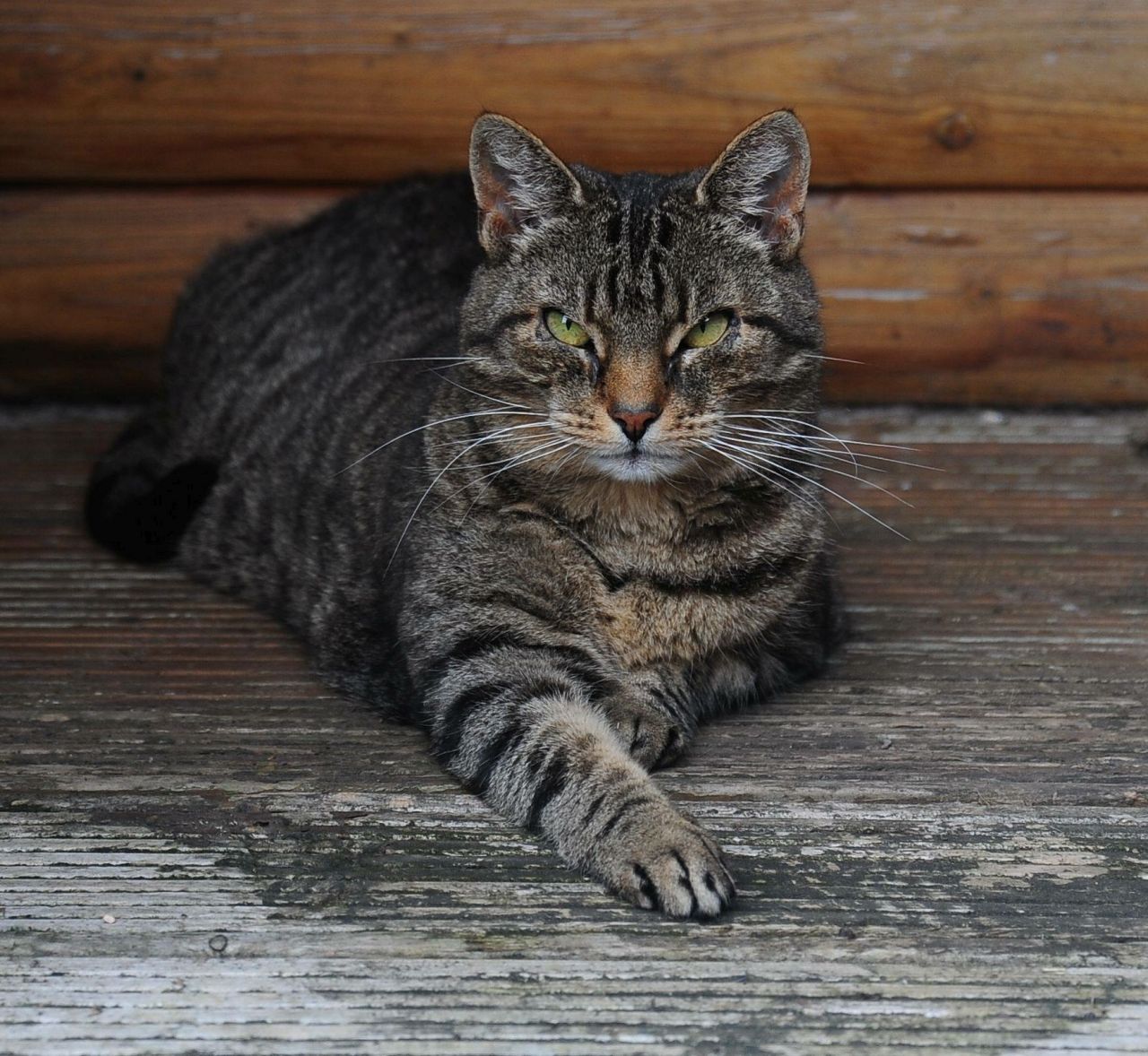 Vet Tips: Looking after an older cat