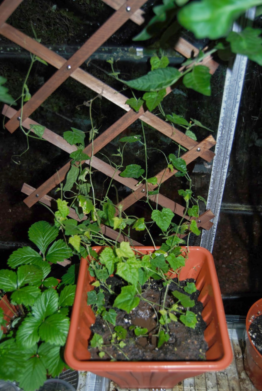 Grow my own Eden: Lessons Learned: Growing Cucamelons