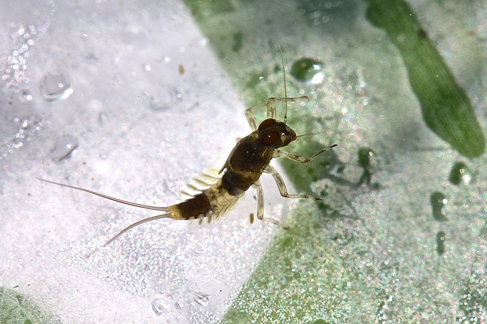 Aquatic Insects of Central Virginia: Hydropsyche venularis: The Common ...