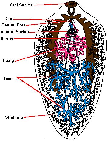Lecture Notes in Medical Technology: Lecture #8: THE LIVER FLUKES