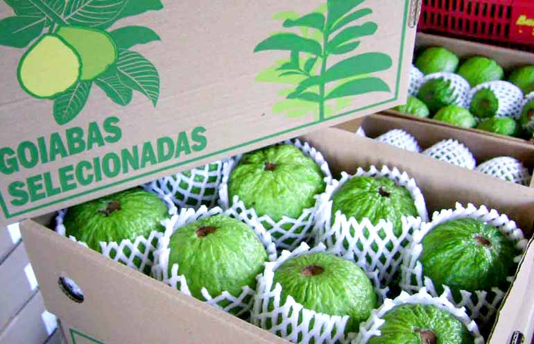 PRODUÇÃO DE GOIABA