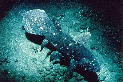 Coelacanth | The Life of Animals