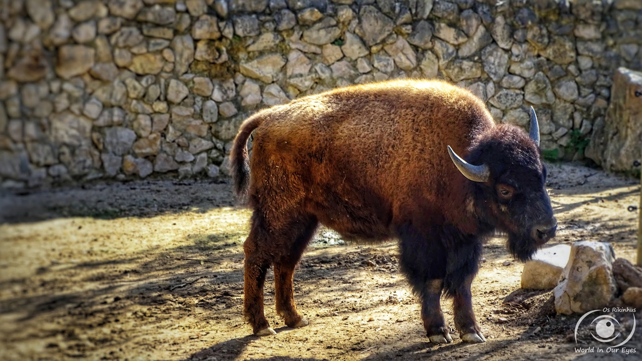 Os Rikinhus: Família "Bovinae" (Bovinos)