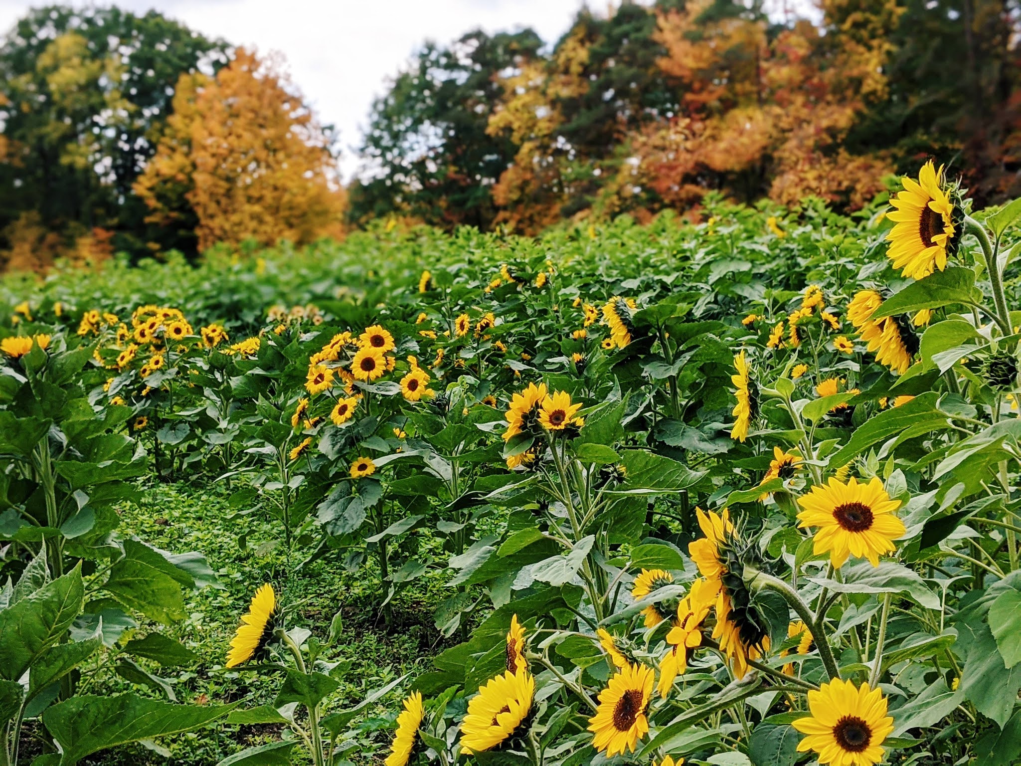 A Perfect Fall Weekend Photo Diary