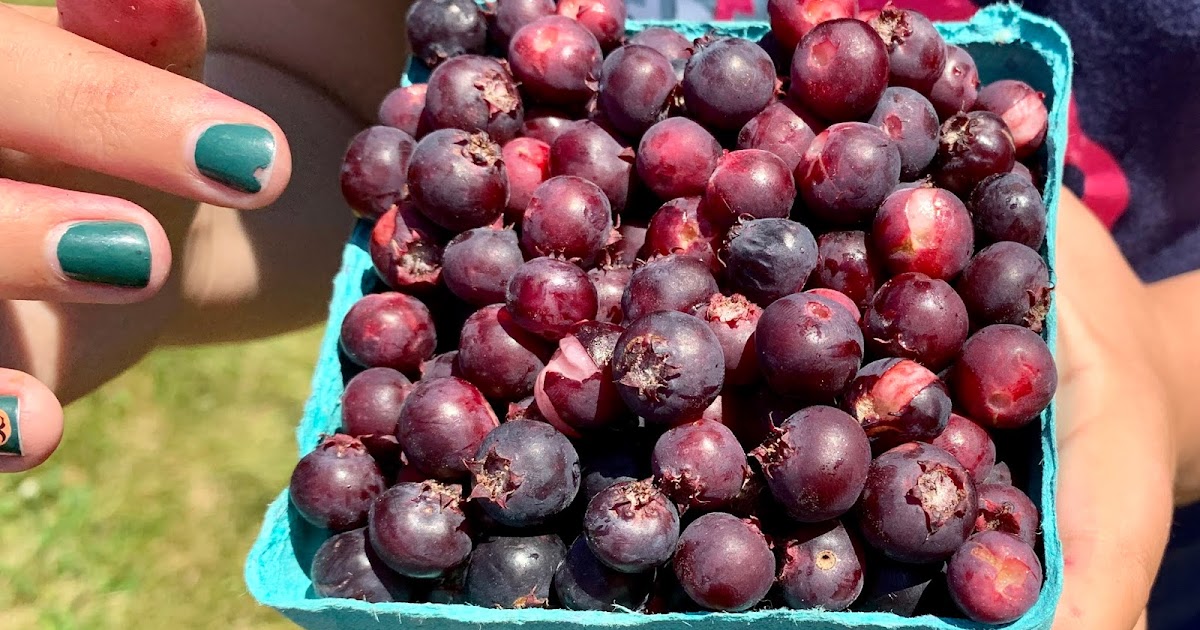 Red House Garden: Juneberries
