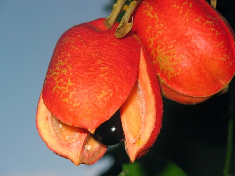 What are the Health Benefits of Ackee Apple Fruit - VegetaFruit