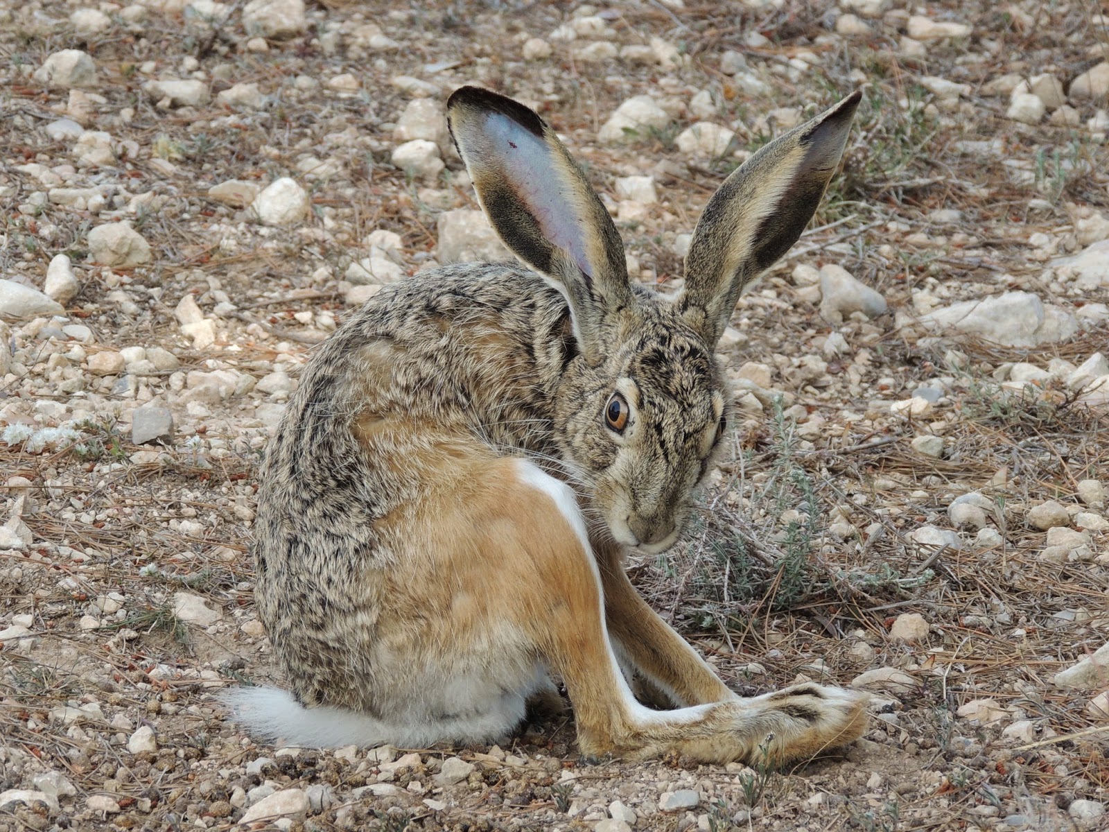 EL MOCHUELO CURIOSO: UNA LIEBRE CONFIADA...?