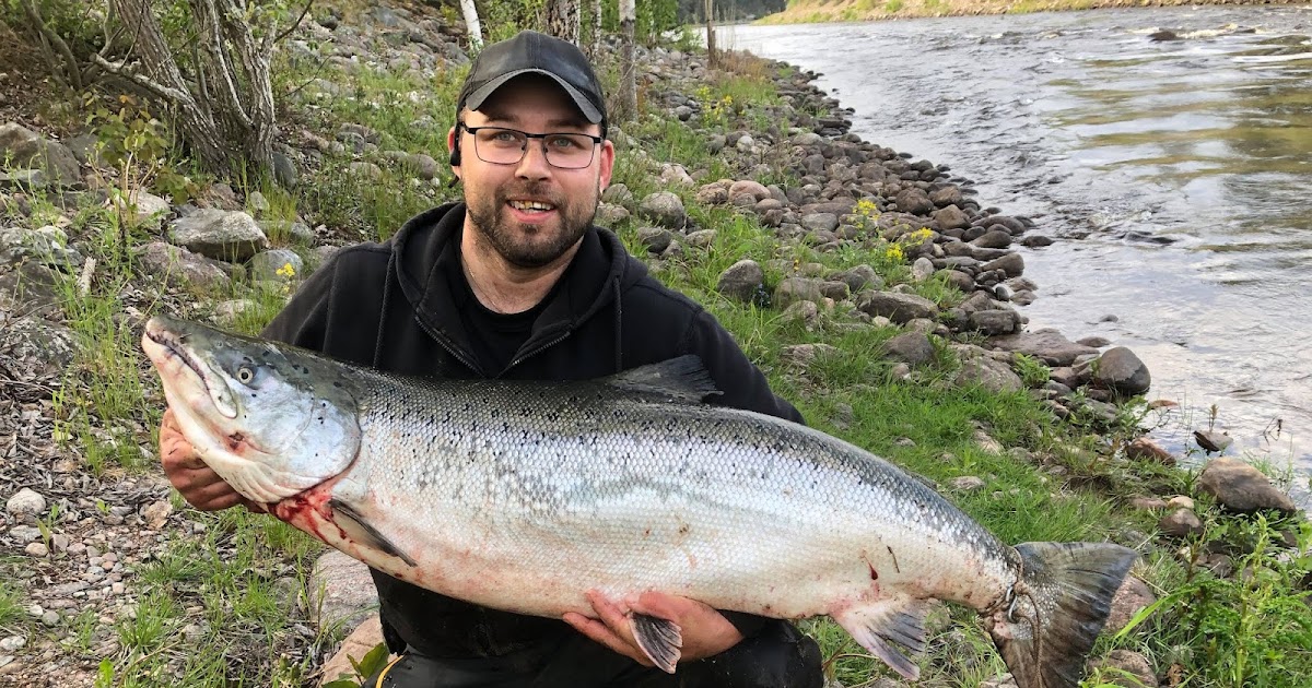 Älvkarleby | Jesper drar storlax i början på laxsäsongen!