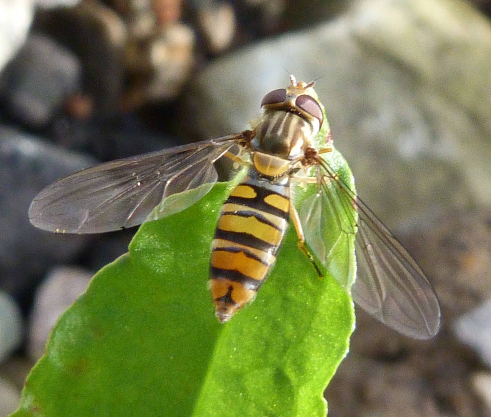 Insects of Scotland: Hoverflies