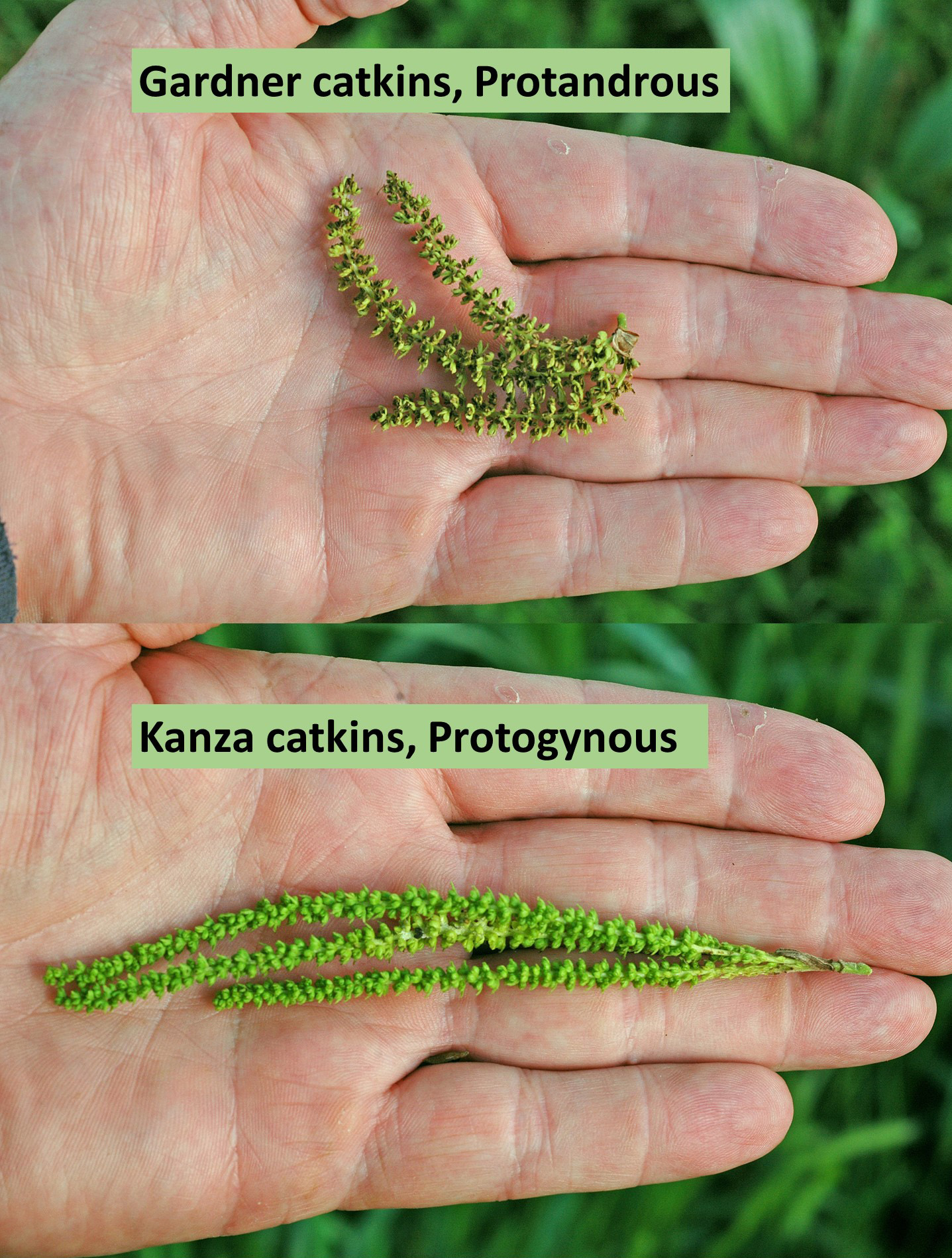 Northern Pecans: 2021