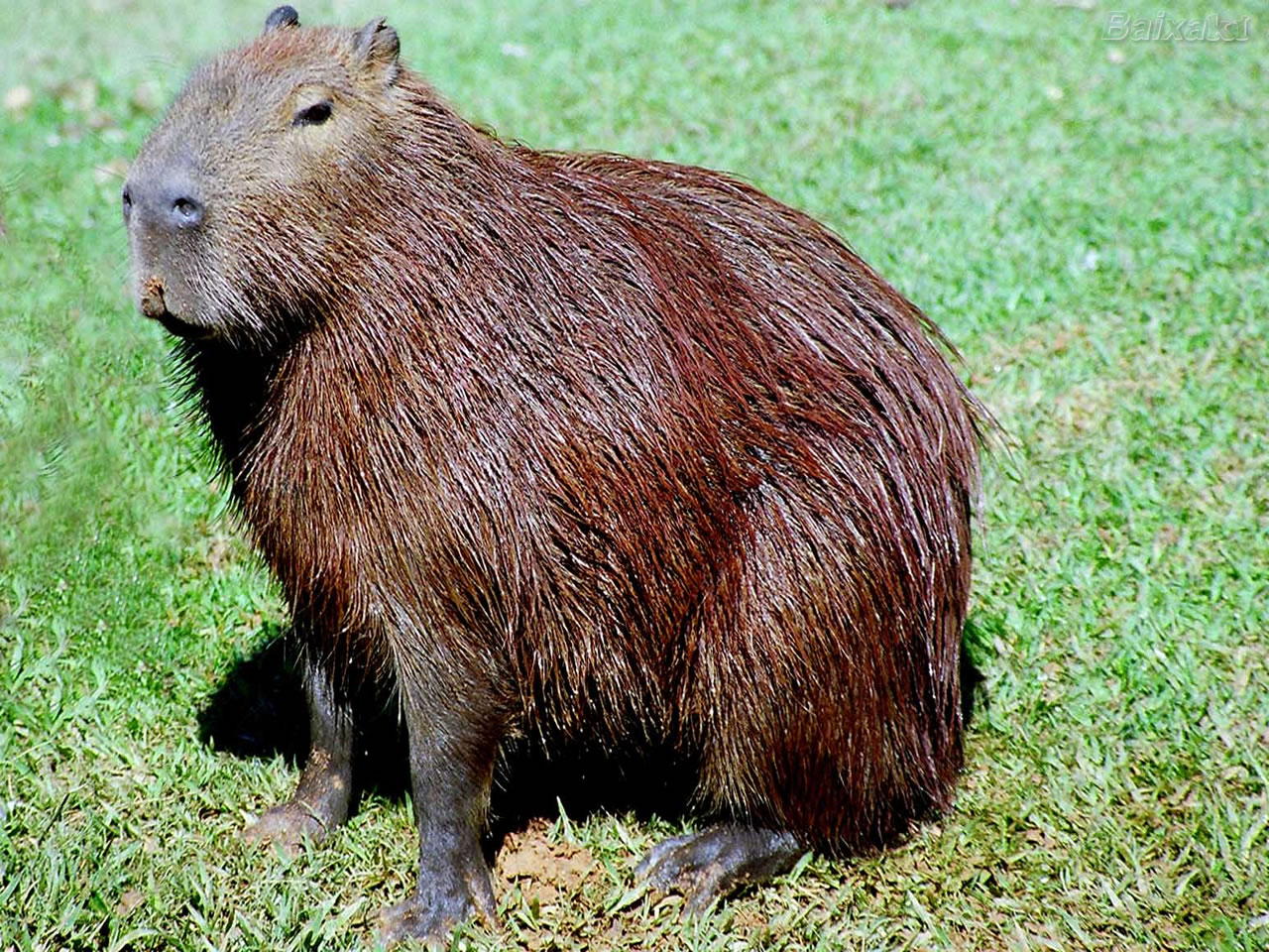 Bom Lero: Capivara invade pátio de aeronaves no Aeroporto Santos Dumont
