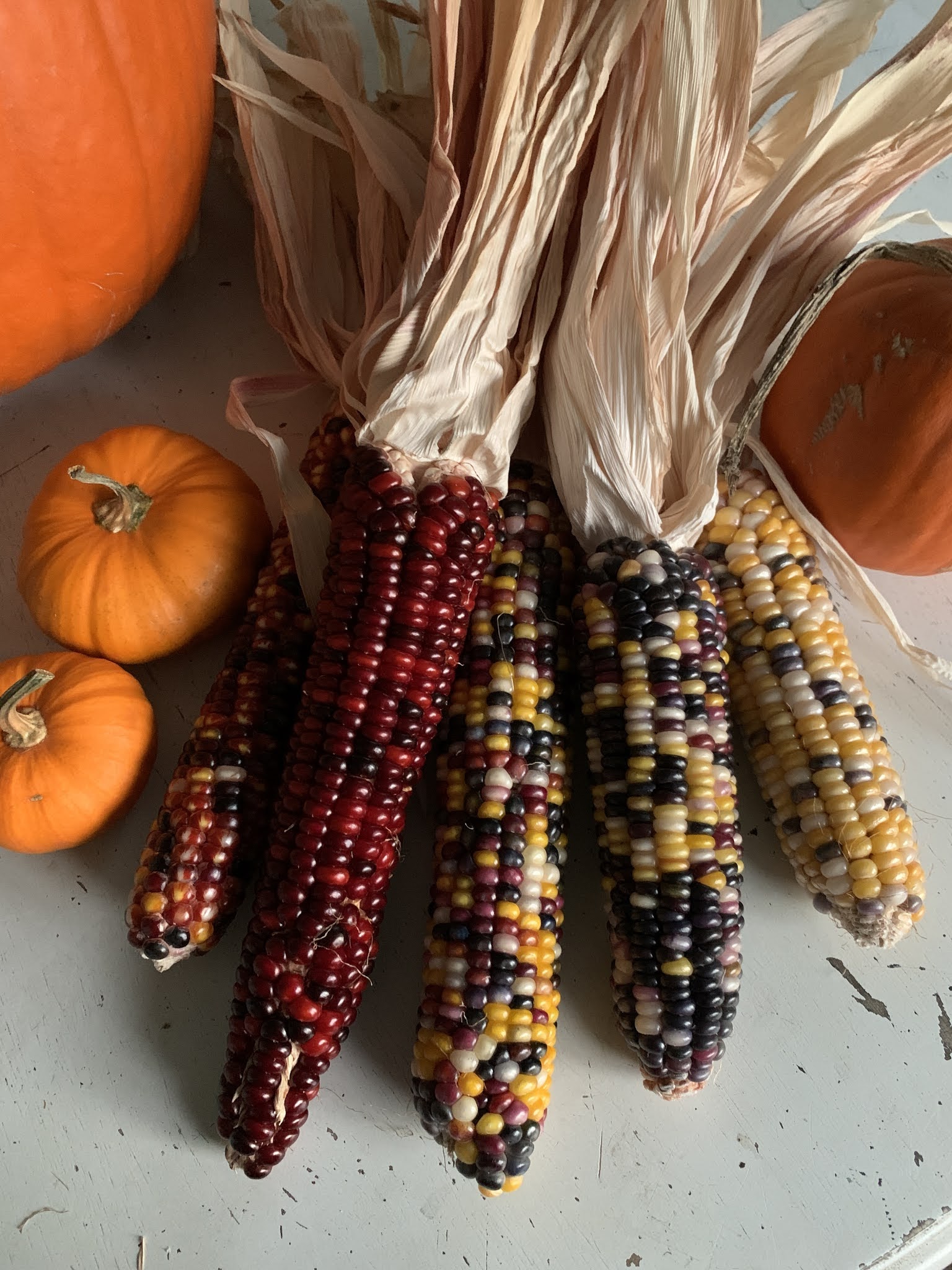 Calamitous Botanicus : Flint Corn