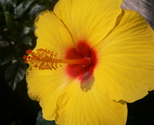 The Martial Chef: 50 great panini ideas...