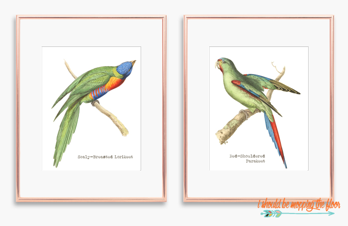 15+ Vintage Bird Prints | i should be mopping the floor
