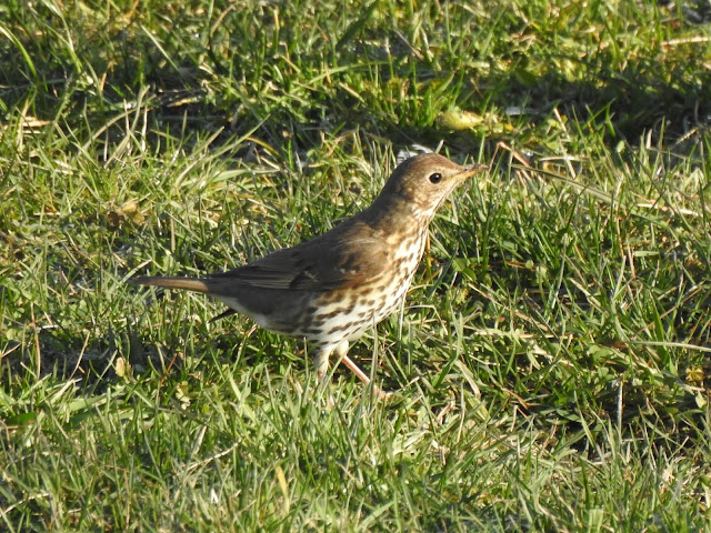 PASARI DIN ROMANIA: STURZ CANTATOR, Turdus philomelos