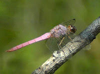 "Bird Poop" of north Texas: Dragonflies and damselflies were here first