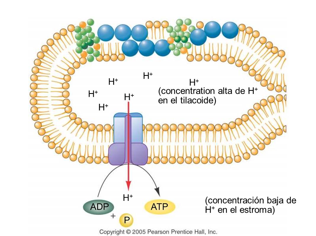 Biología grado noveno: DIBUJOS GUÍA 1.3