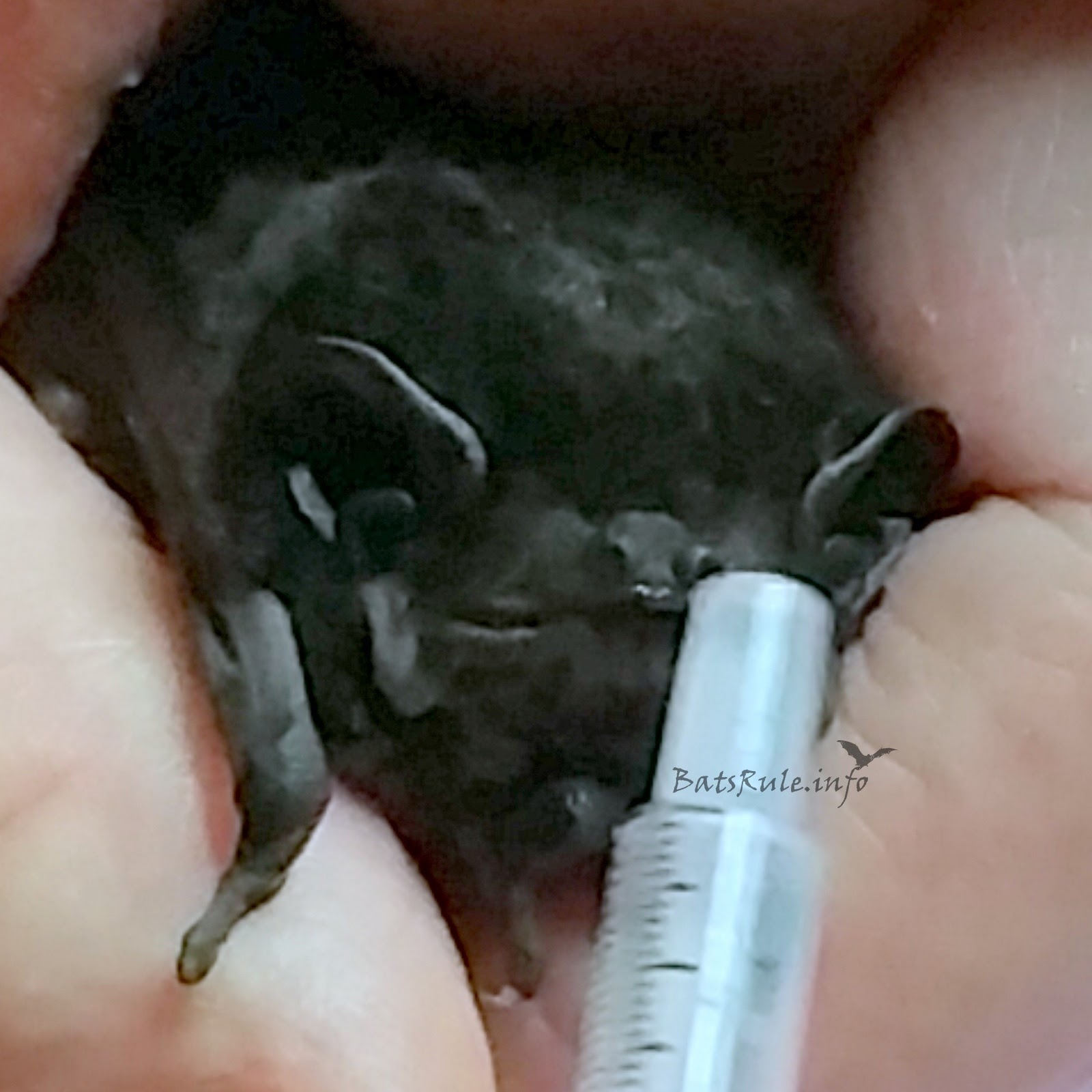 Rehab | Microbats | Gould's Wattle in care pics1