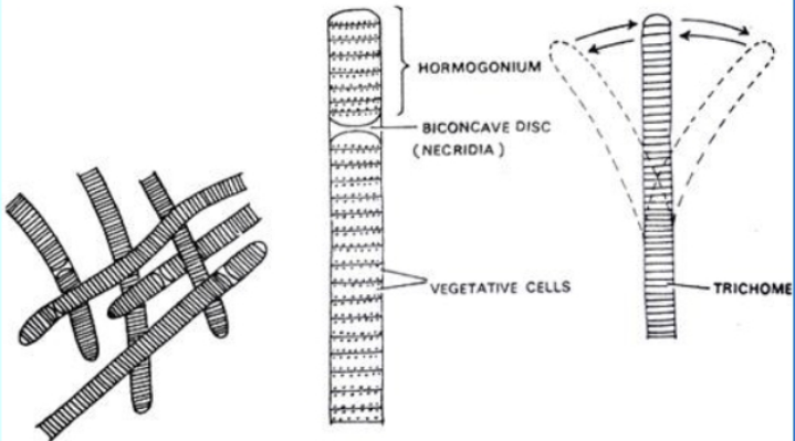 Oscillatoria Diagram