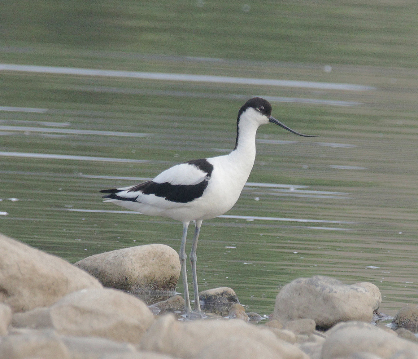 Another Bird Blog: A Minor Species