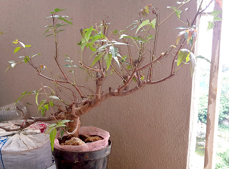 Instant - Bonsai - For - Everyone: Neem Tree 1