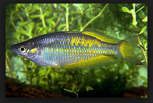 Ini Dia Cara Praktis Budidaya Ikan Rainbow Boesemani Serta Jenisnya