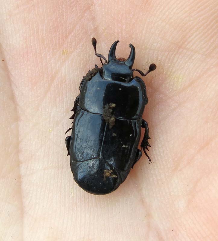 Birdernaturalist: Dawn in the Saguaros