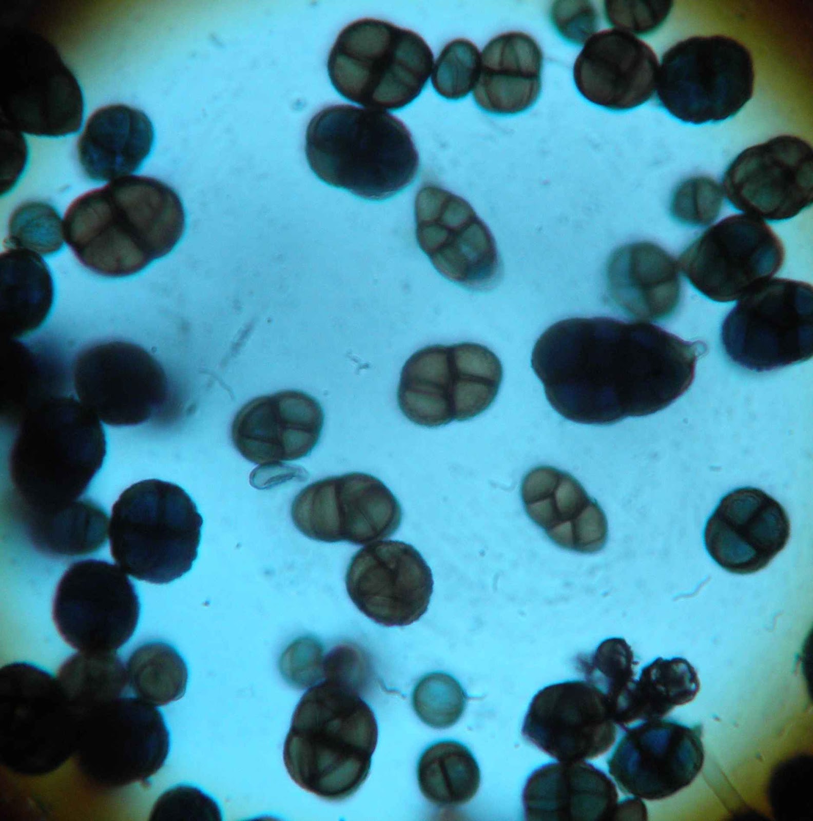 ATLAS MICOLOGIA: STEMPHYLIUM