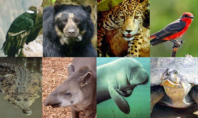 REGION ORINOQUIA: FAUNA Y FLORA