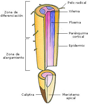 Los vegetales a fondo: todo sobre sus tejidos | Gori-Gori
