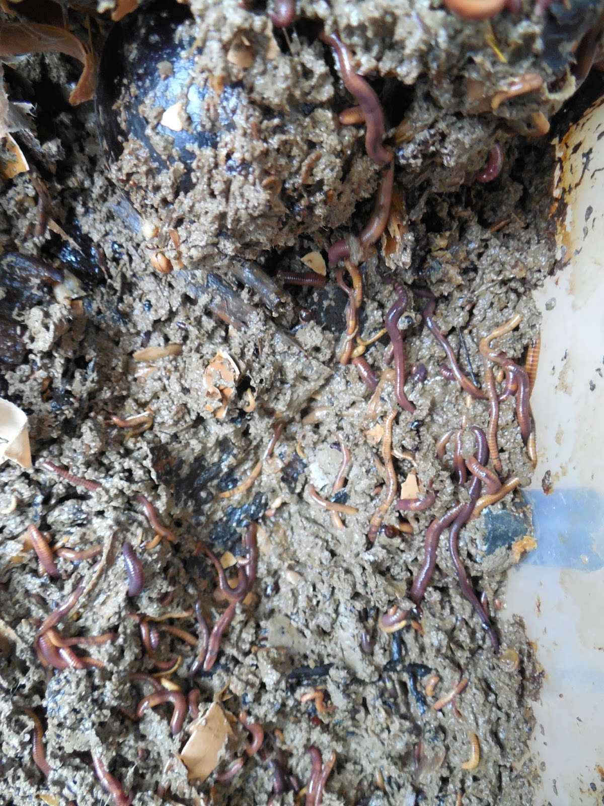 Share it! Science : Composting with Worms! A Great Activity for School ...
