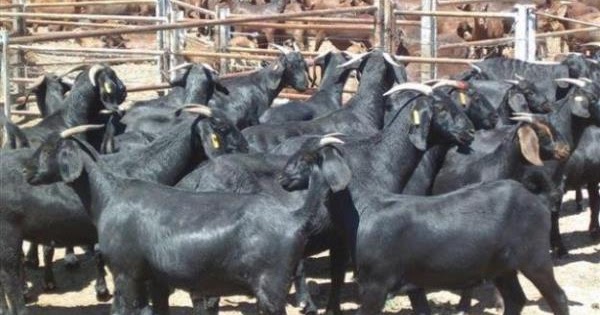 Goat Farming: Commercial Goat Farming Guide