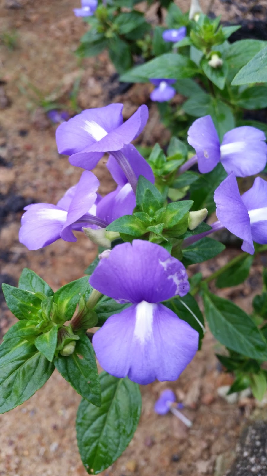 Warisan Petani: WW 81 : Bunga Snapdragon Brazil