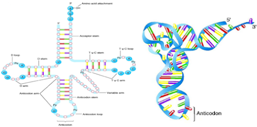 [생화학개론]Introduction to DNA(Deoxyribonucleic acid) 6부