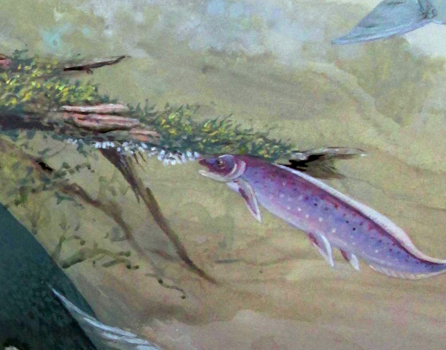 Species New to Science: [PaleoIchthyology • 2019] Isityumzi mlomomde ...