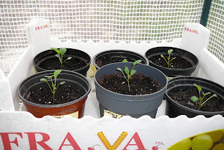 Les Jardins du Laveu: Chou palmier