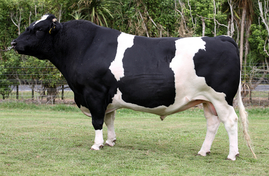 ASOCIACION ECOLOGISTA RIO MOCORETA: RAZA BOVINA HOLSTEIN