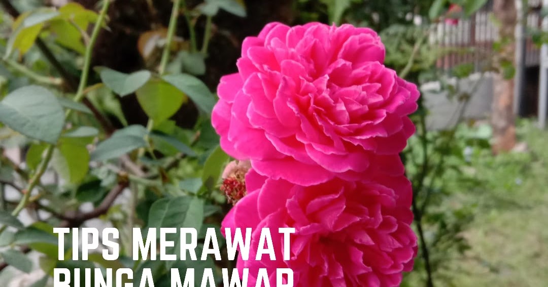 Tips Merawat Bunga Mawar Kampung dari Serangan Kutu Putih