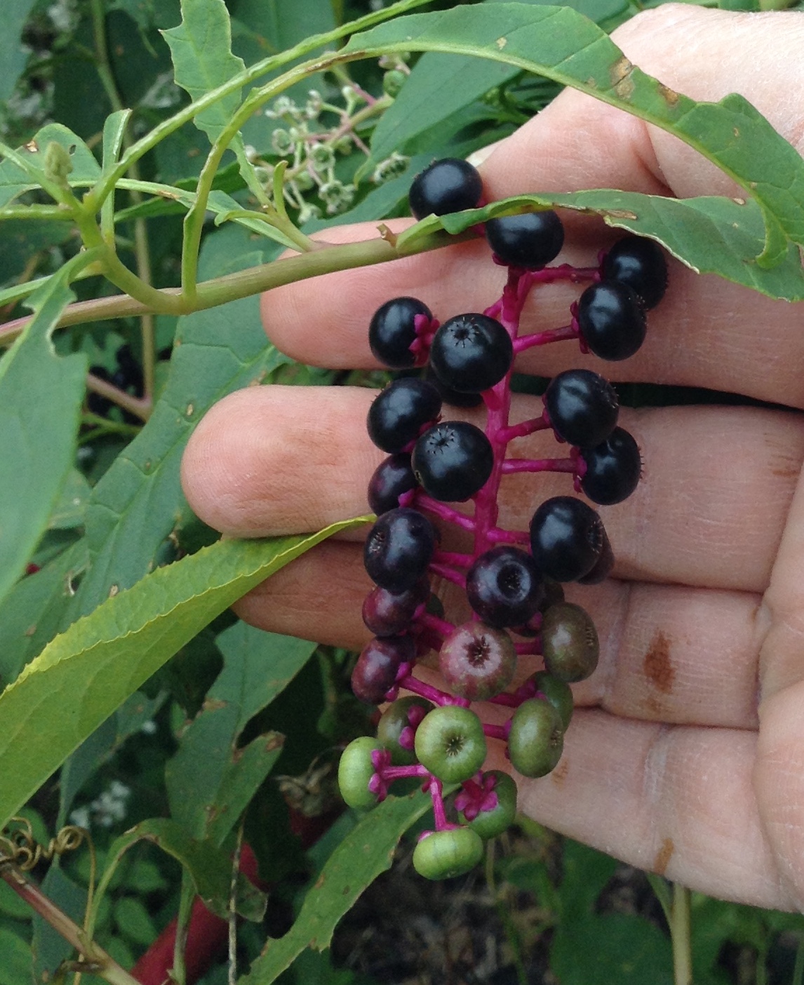 Foraging Texas: Pokeweed/Poke Salat