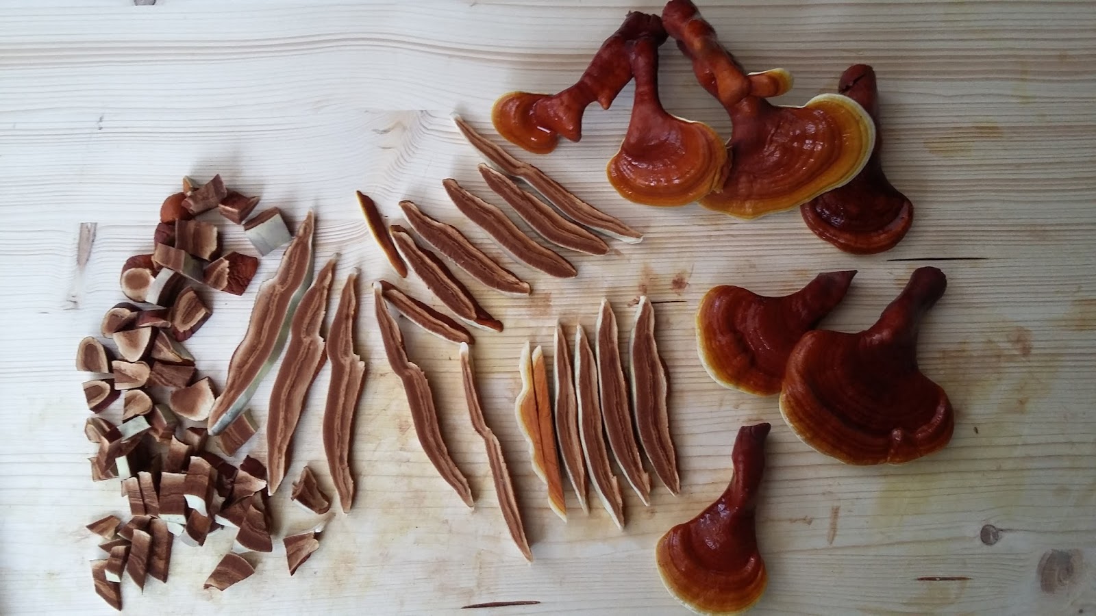 Pecsétviaszgomba, Ganoderma: január 2016