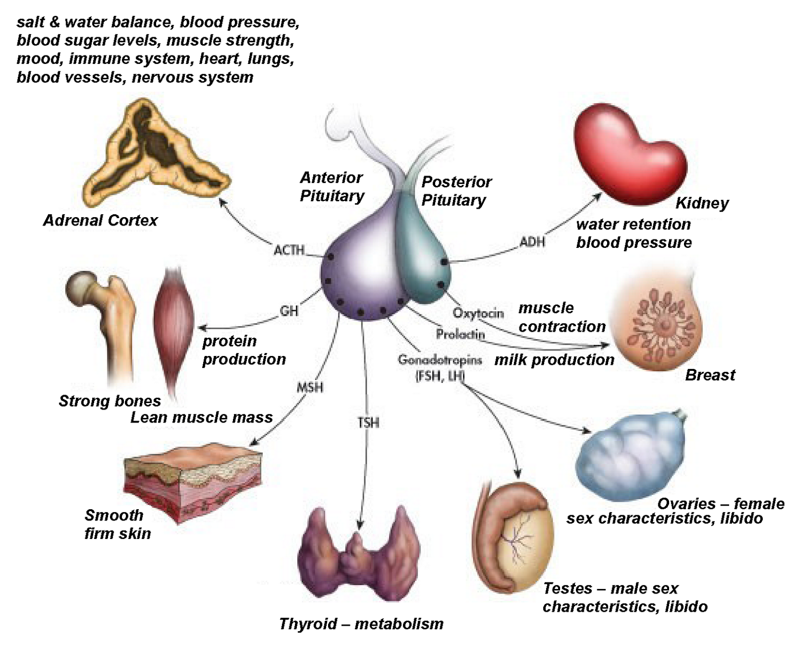 Reverse Aging Secrets From The Fountain Of Youth What Is The Reverse Aging Secrets From The Fountain Of Youth What Is The