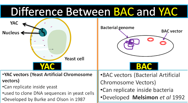 10 Differences between BAC and YAC Vector (BAC vs YAC)