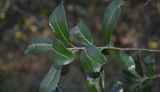 Nativo 3 en 1 | Guayubirá - Hora 25 Forestal