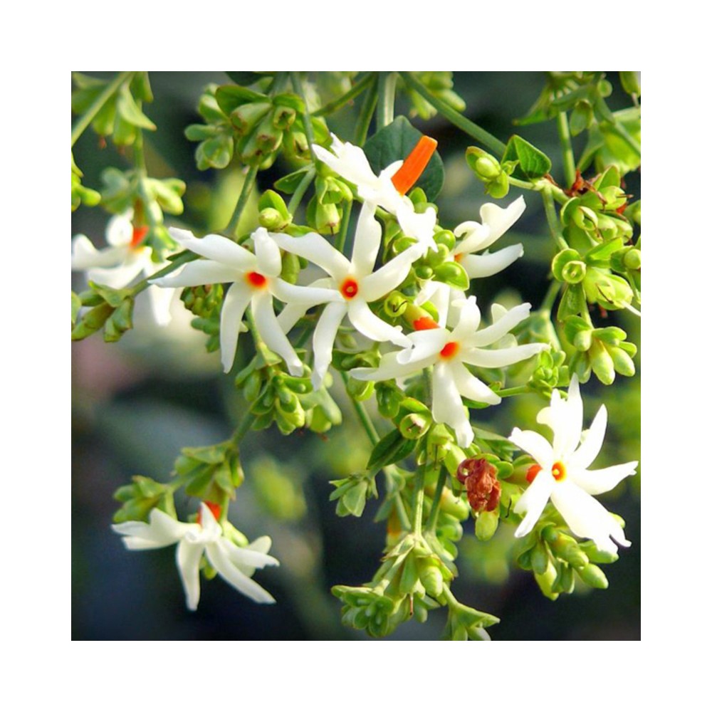 INDIAN BELIEFS ON PARIJAT TREE(CORAL JASMINE TREE) PLANTED ON RAM ...