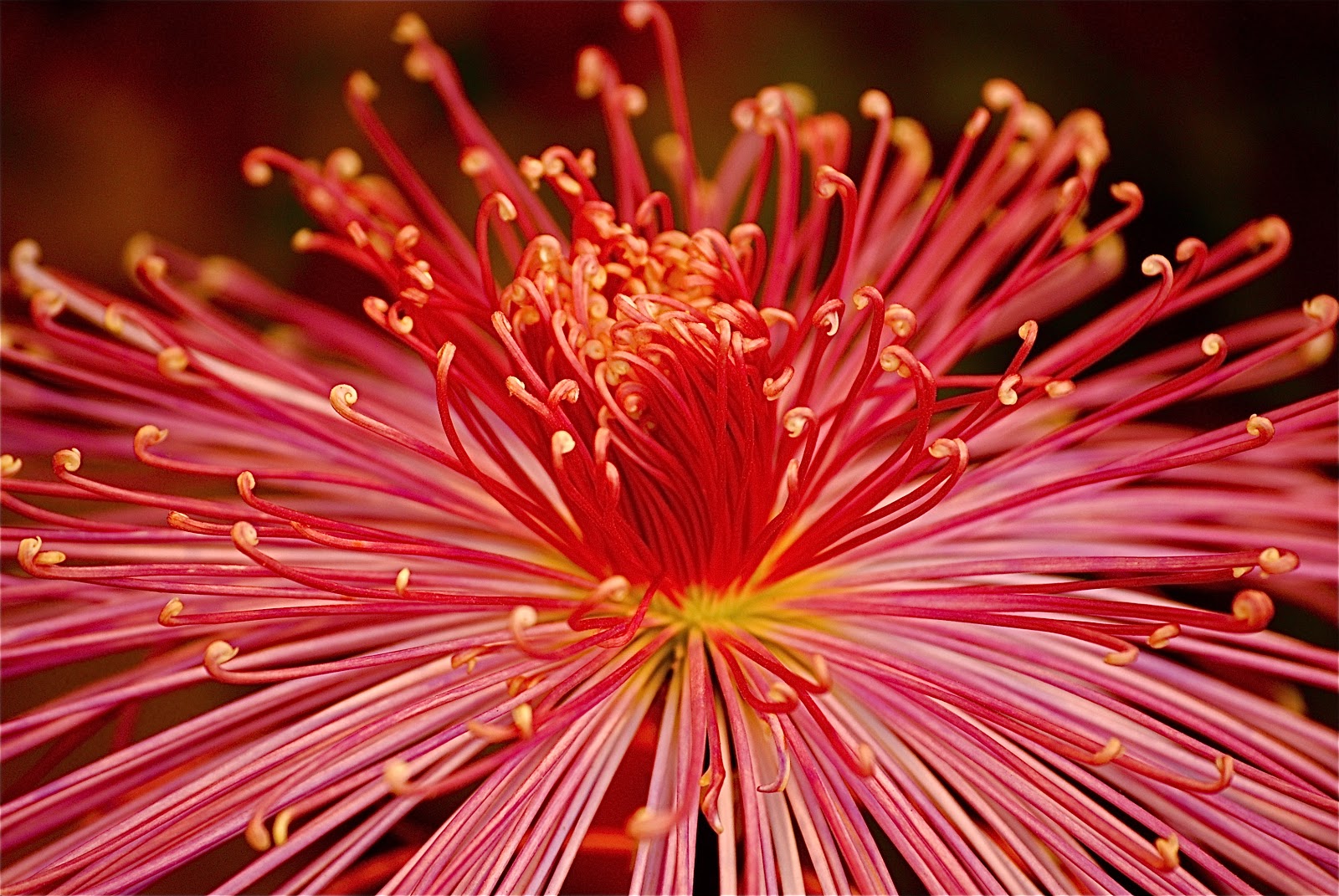 NYC ♥ NYC: The Beauty of "Kiku": Japanese Chrysanthemums at the New ...